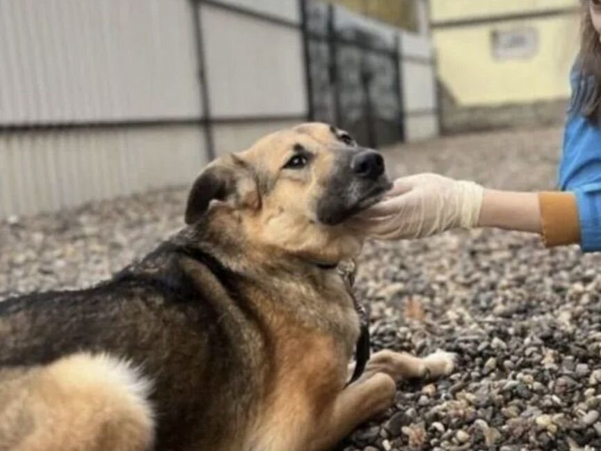 Собака скучает без семьи и ждет вас на знакомство