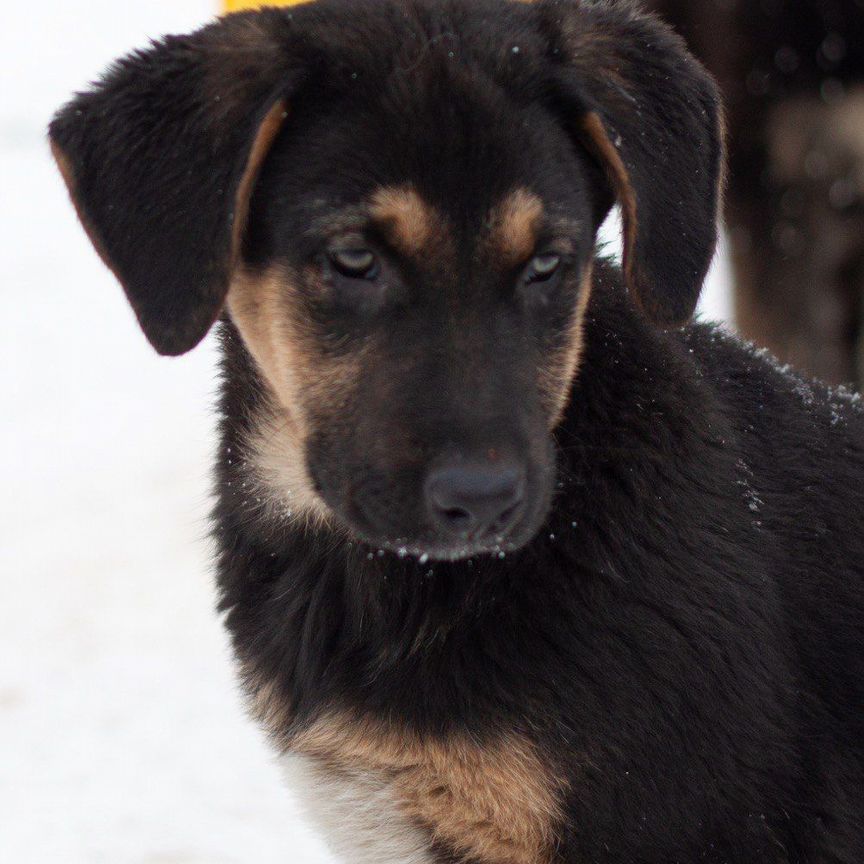 Ромка будет вашим защитником