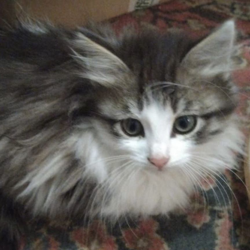 Котята в добрые руки бесплатно