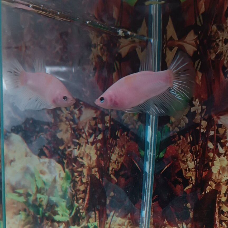 Аквариум с рыбками