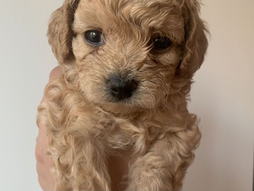 Мальтипу f1 мини