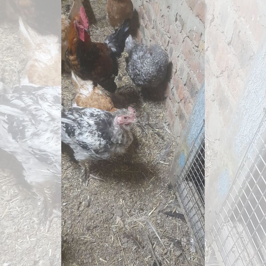 Продам петухов на доращивание