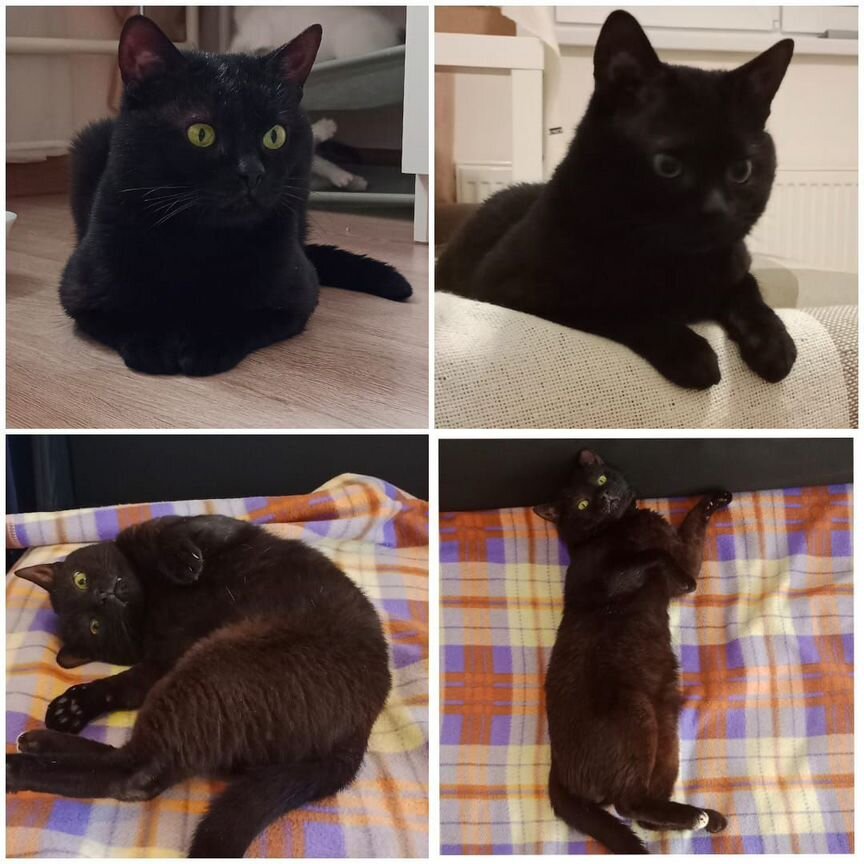 Котик в дар
