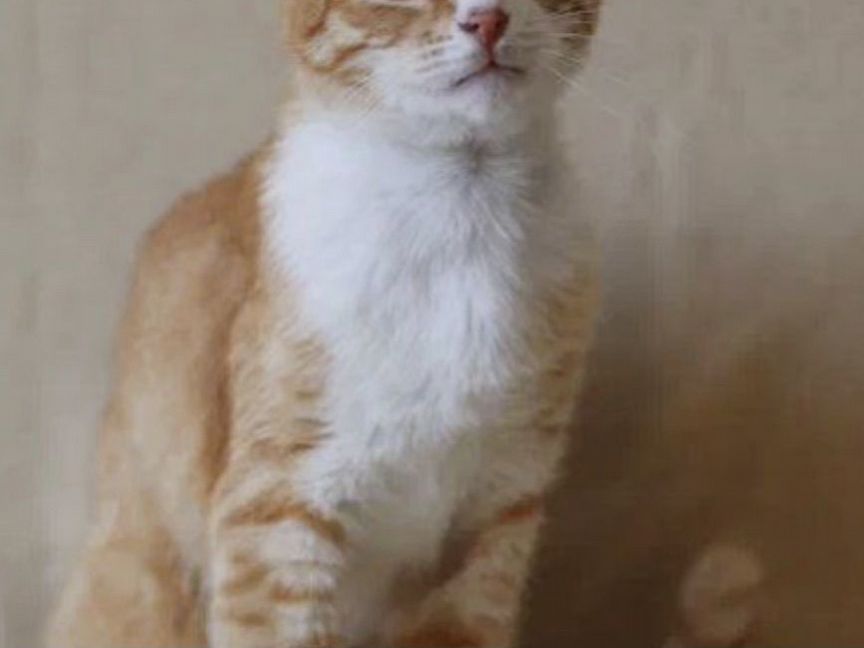 Котёнок рыжик 5 мес