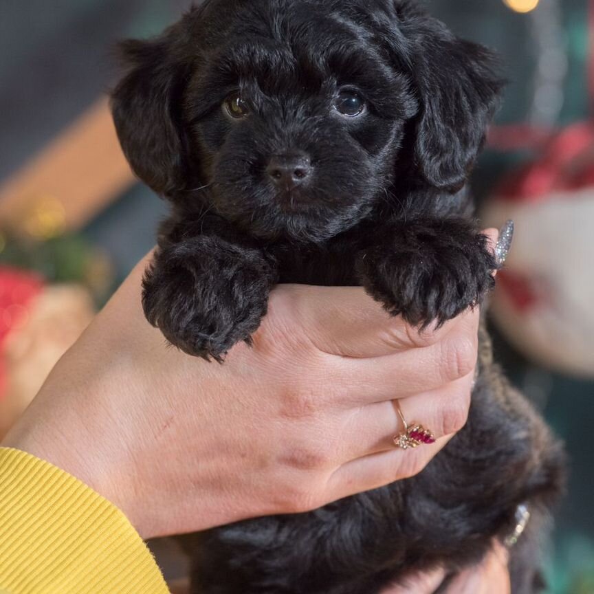 Чёрные мальтипу