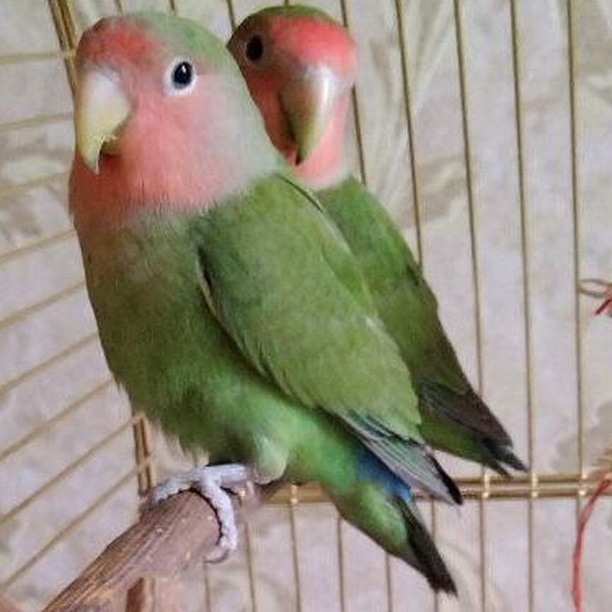 Неразлучники пара