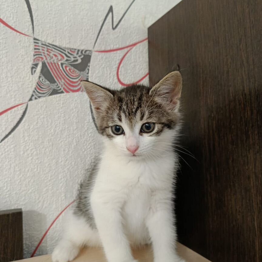 Котёнок в добрые руки