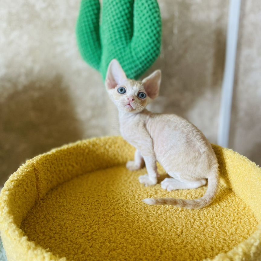 Кремовый биколор мальчик