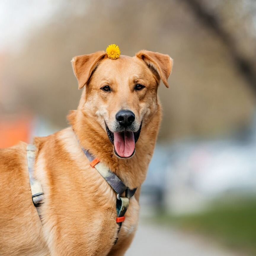 Собака Банни ищет дом