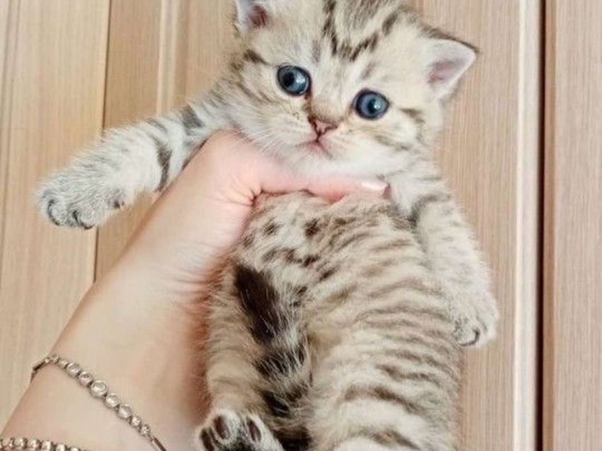 Шотландские плюшевые малыши