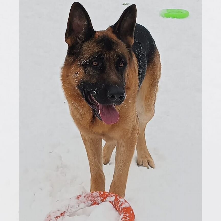 Немецкая овчарка, взрослый пёс