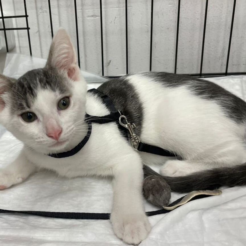 Красивый котёнок Мелви 3.5 месяца, в добрые руки