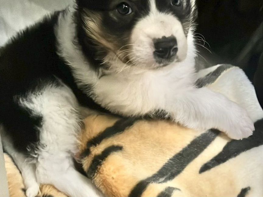 Собака в добрые руки отдам бесплатно