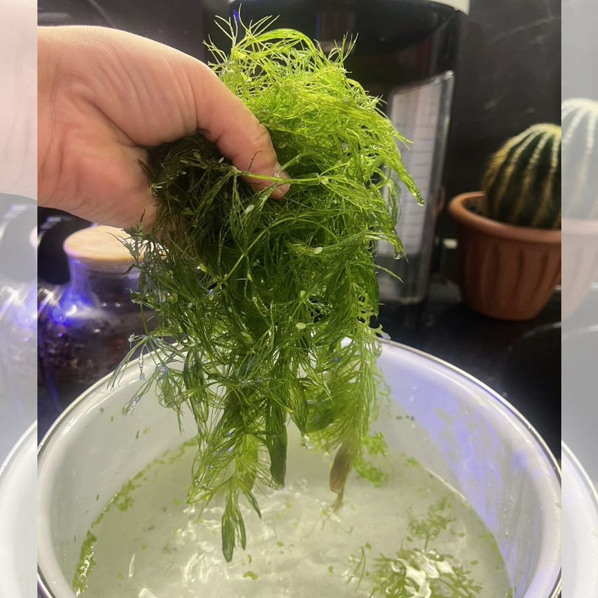 Роголистник в аквариум