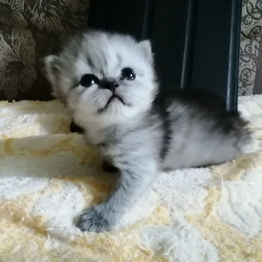 Шотландик Серебристой Шиншиллы. 1месяц