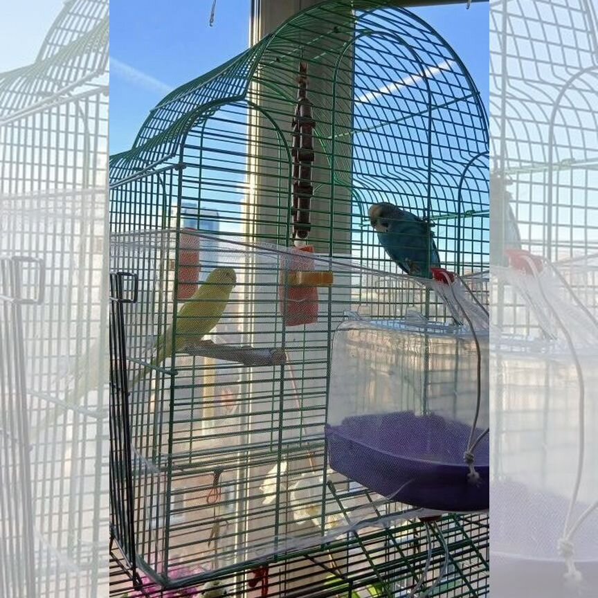 Волнистый попугай с клеткой