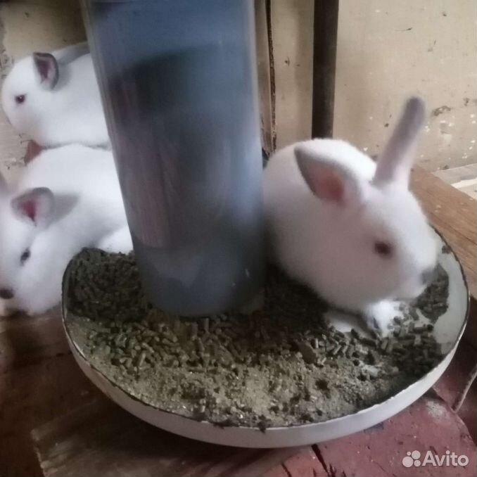 Калифорнийские кролики