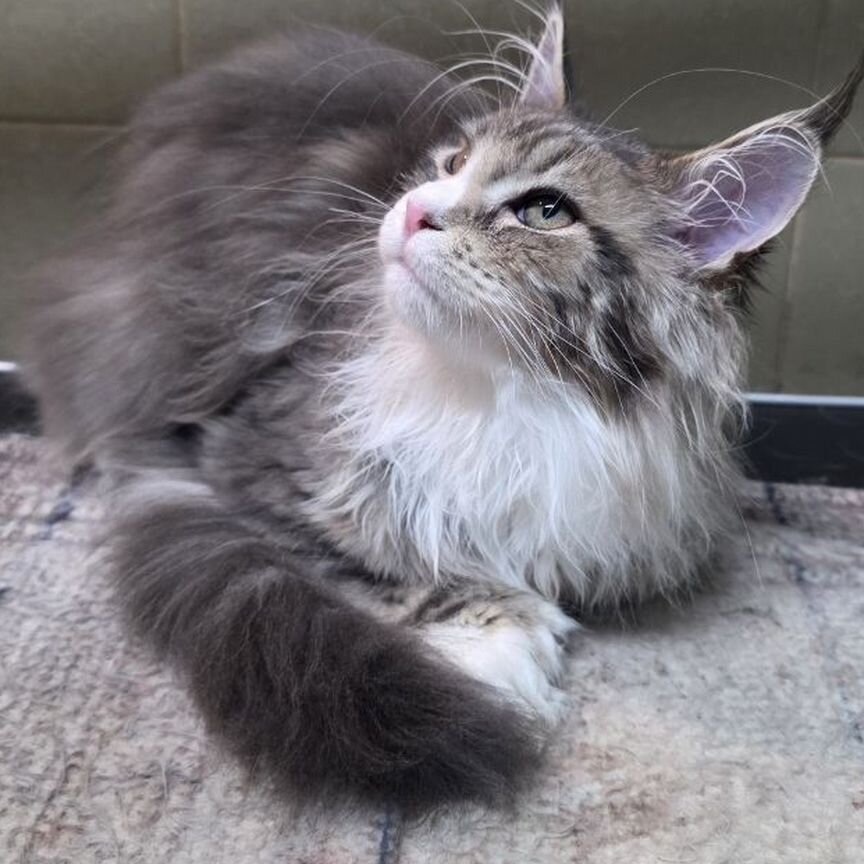 Мейн-кун котёнок