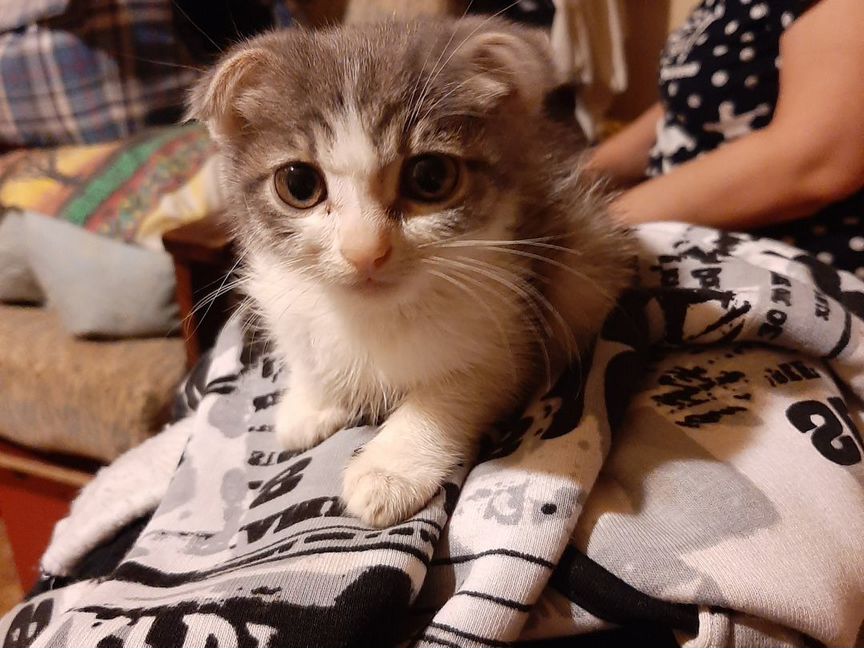 Котенок котик вислоухий