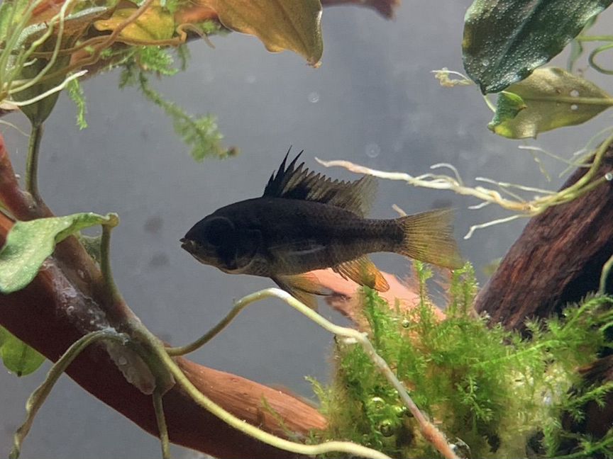 Апистограмма черный принц