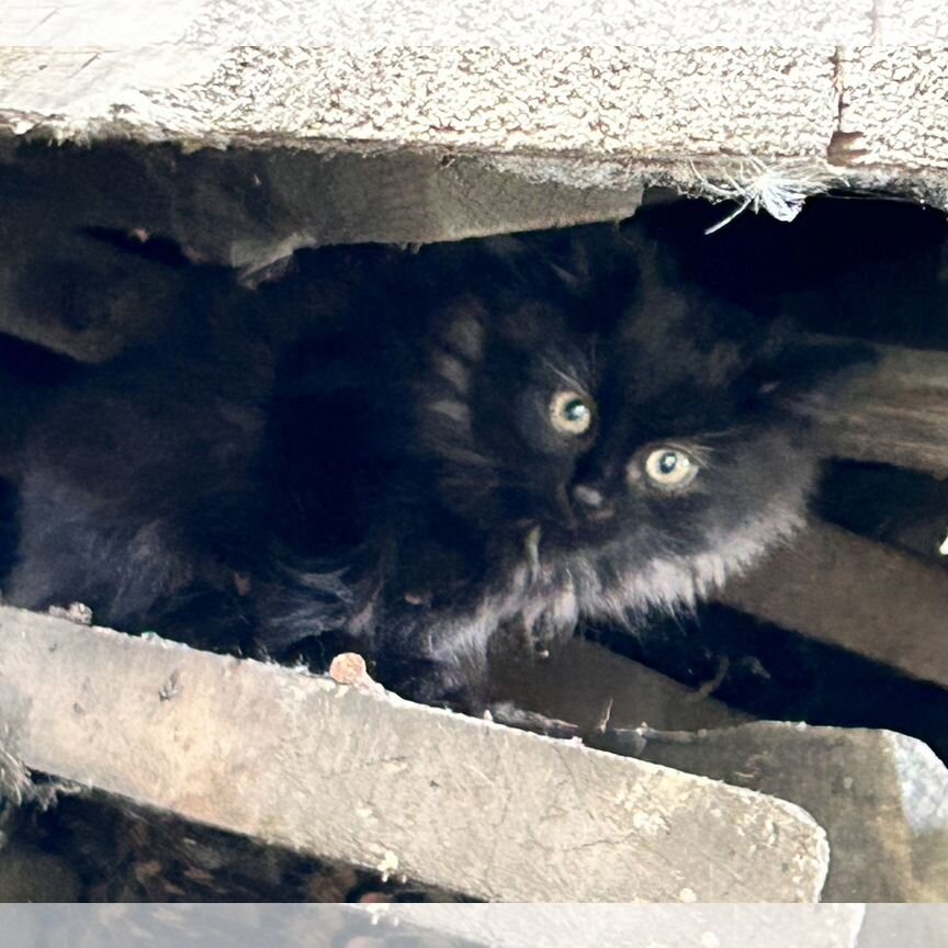 Отдам котят в добрые руки