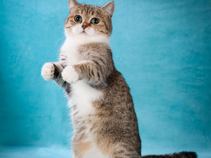 Манчкин котята, манчкин кошки