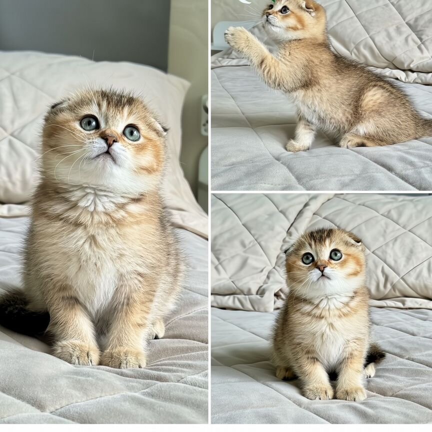 Шотландский вислоухий короткошёрстный котёнок