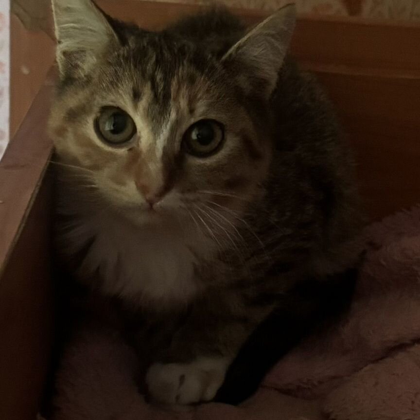 Котёнок в добрые руки