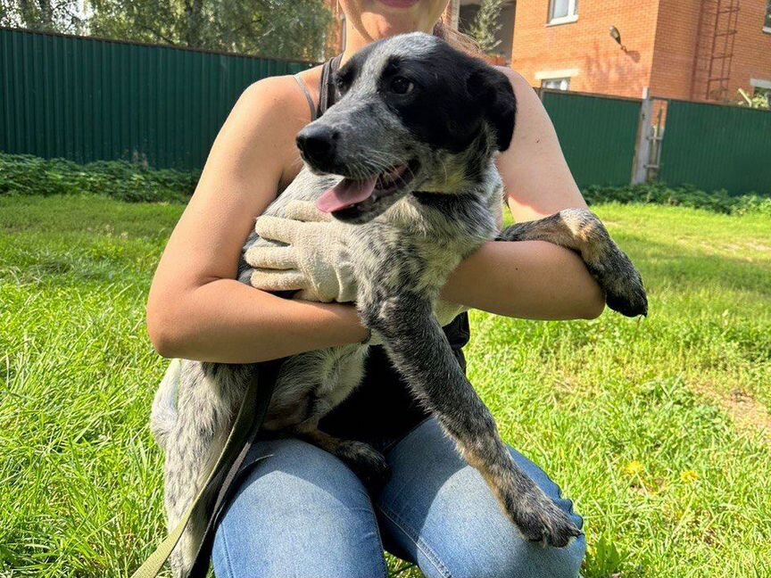 Малыш Спотти попадёт в ваше сердечко