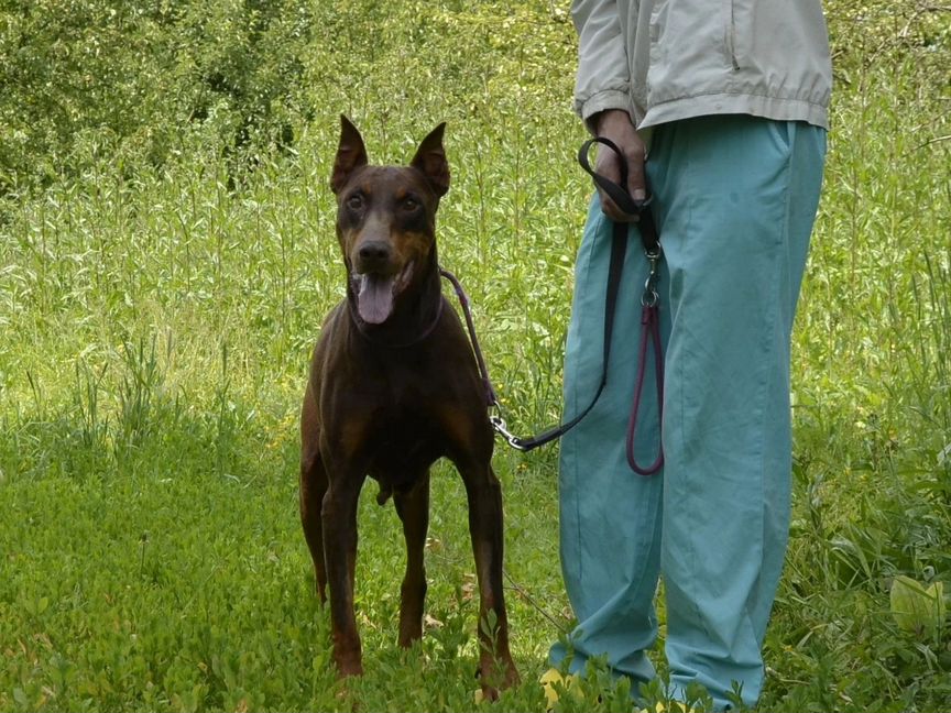 Доберман Арвен