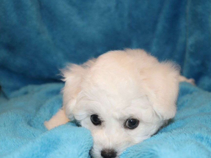 Щенки бишон фризе мини