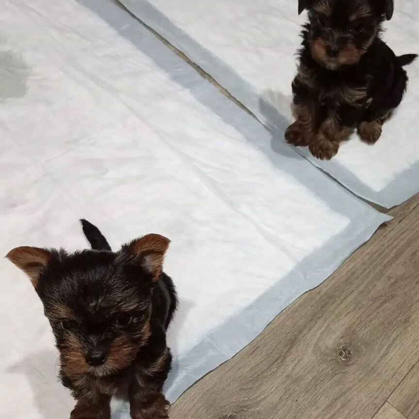 Йоркширский терьер, щенок