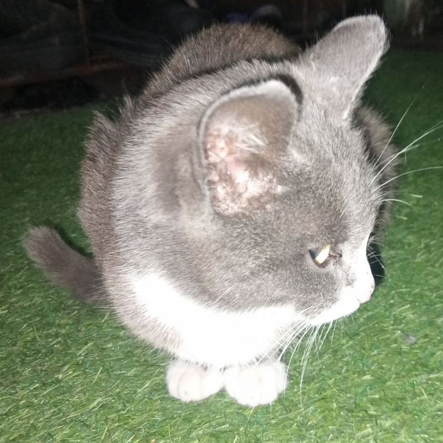 Котёнок в добрые руки