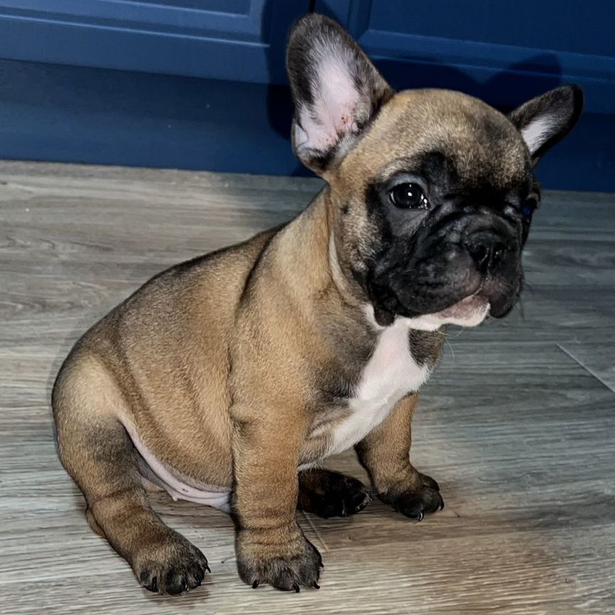 Французский бульдог, щенок