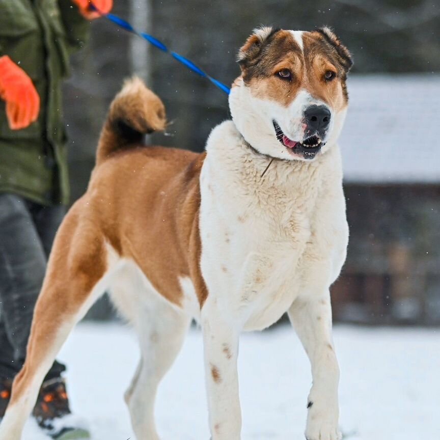 Джемма, ласковая только для своих