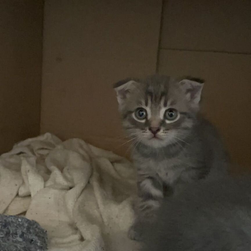 Шотландские вислоухие котятенок