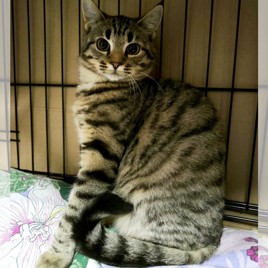 Котёнок в добрые руки