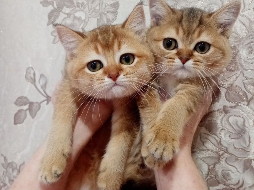 Шотландские золотые красавчики