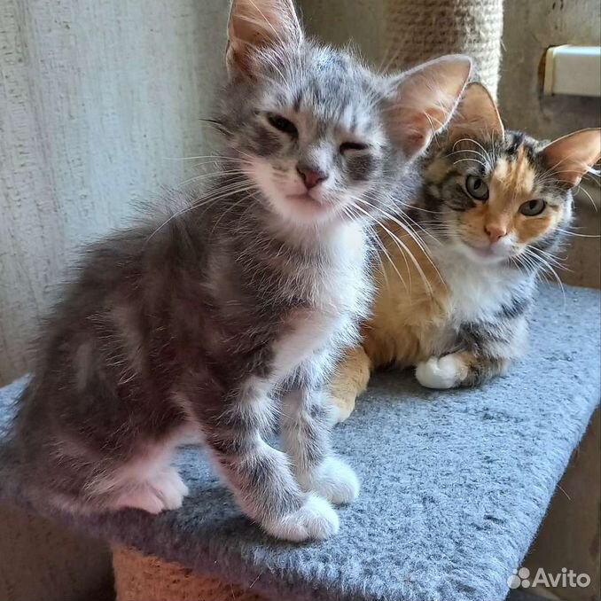 Домовенок Кузя