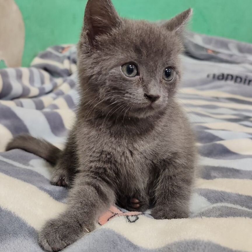Отдам котенка
