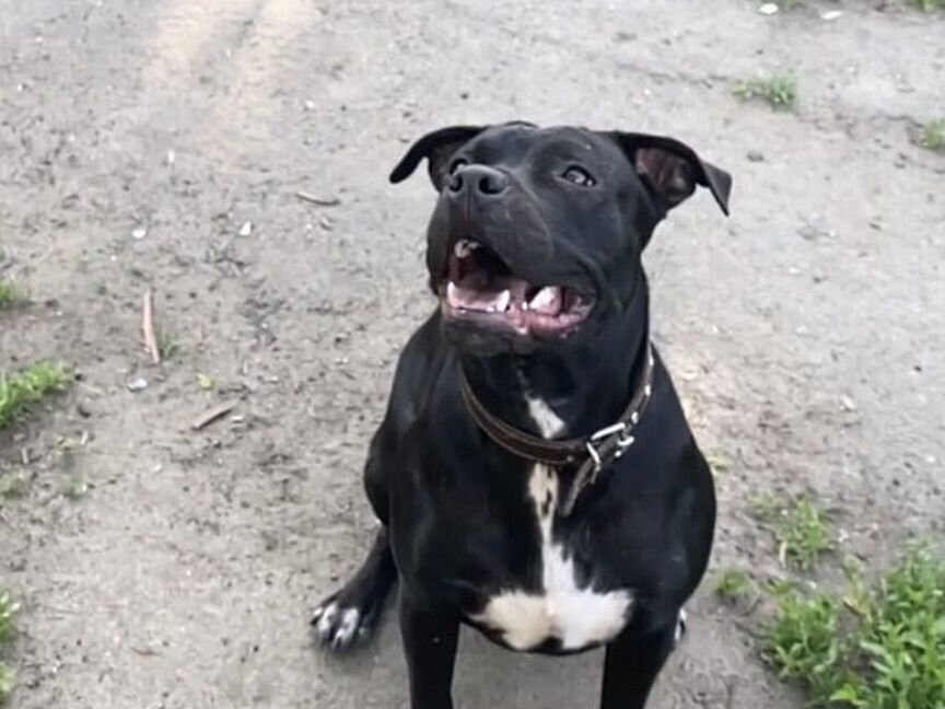 Щенки питбуля