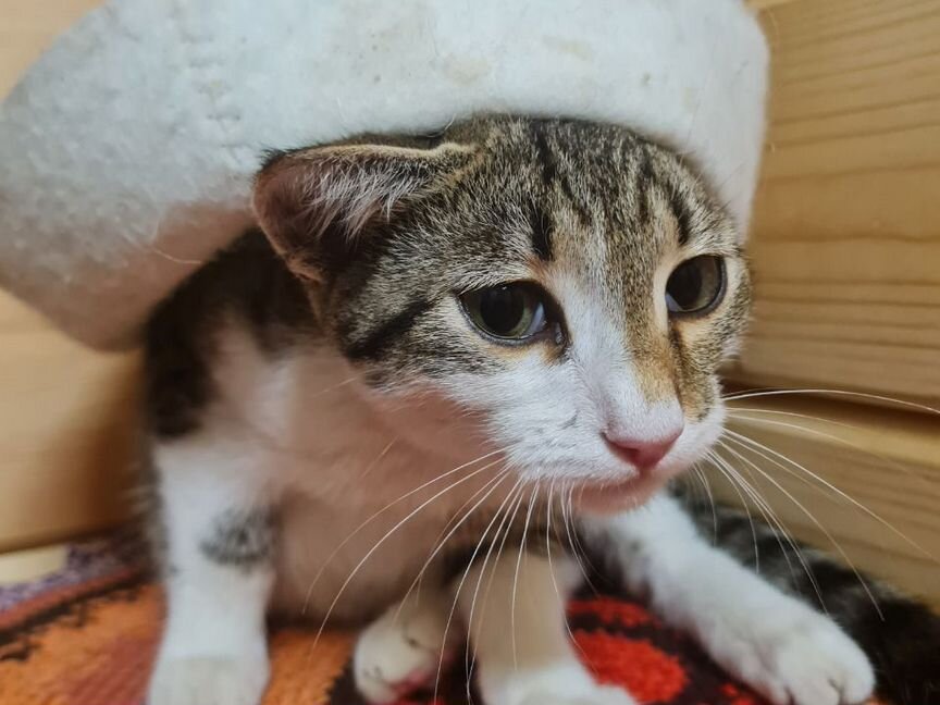 Котенок в добрые руки