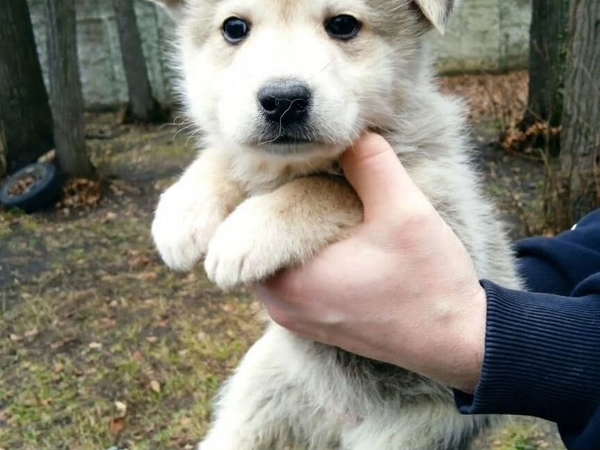 Бедные малыши или щенки опять никому не нужны