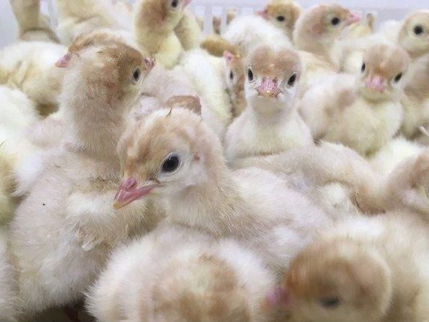 Индейка "Hybrid Converter" суточные