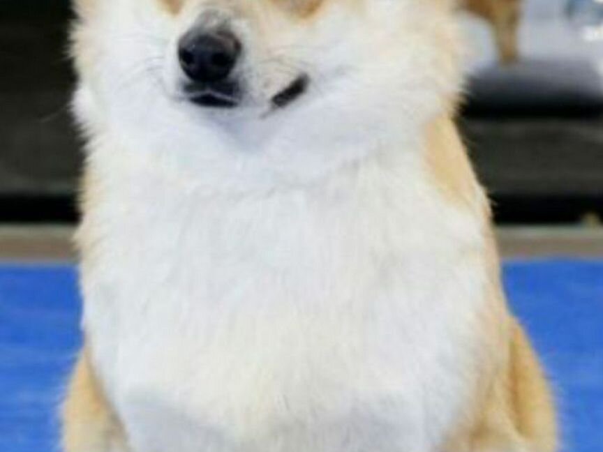 Взрослые корги