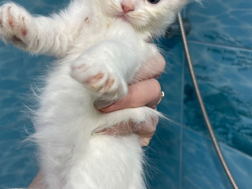 Шотладские котята