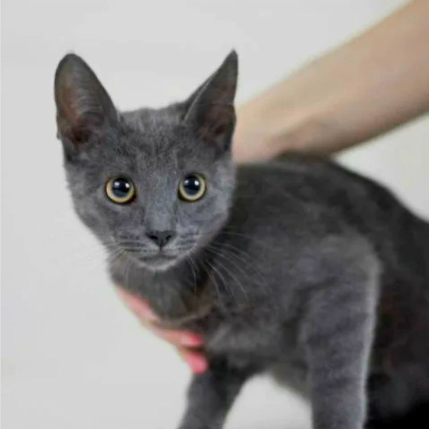 Эсмеральда (6 месяцев) ищет дом, в дар