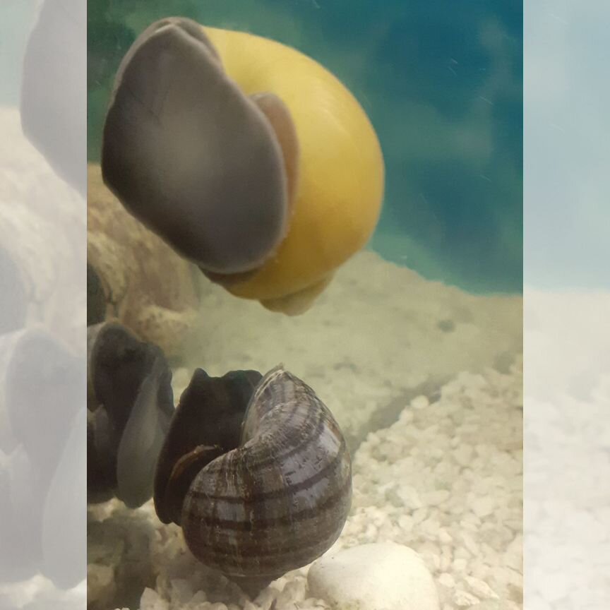 Улитки аквариумные ампулярии