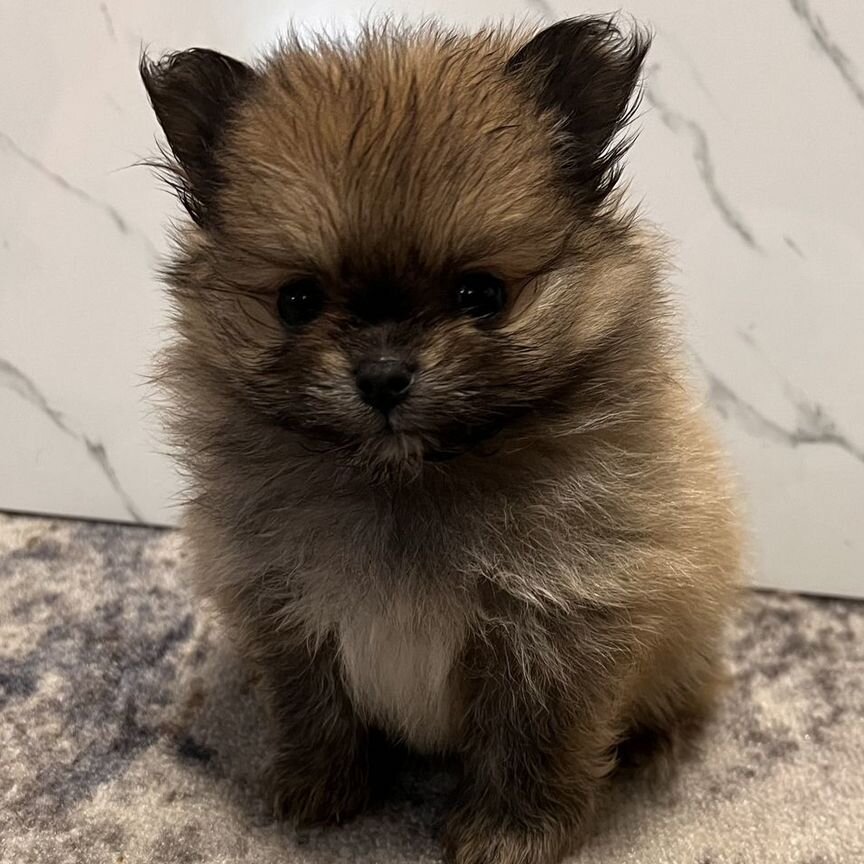 Померанский шпиц, щенок