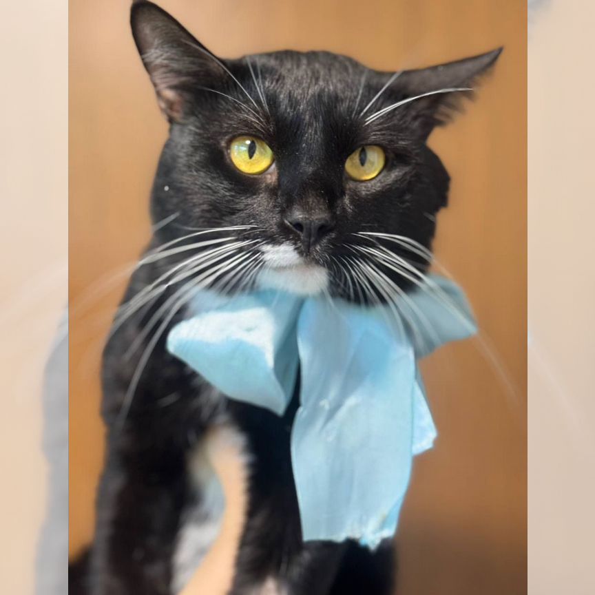 Взрослый кот в добрые руки